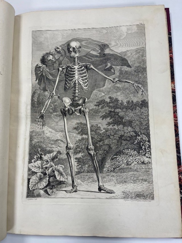 From the Archives – Tables of the skeleton and muscles of the human ...