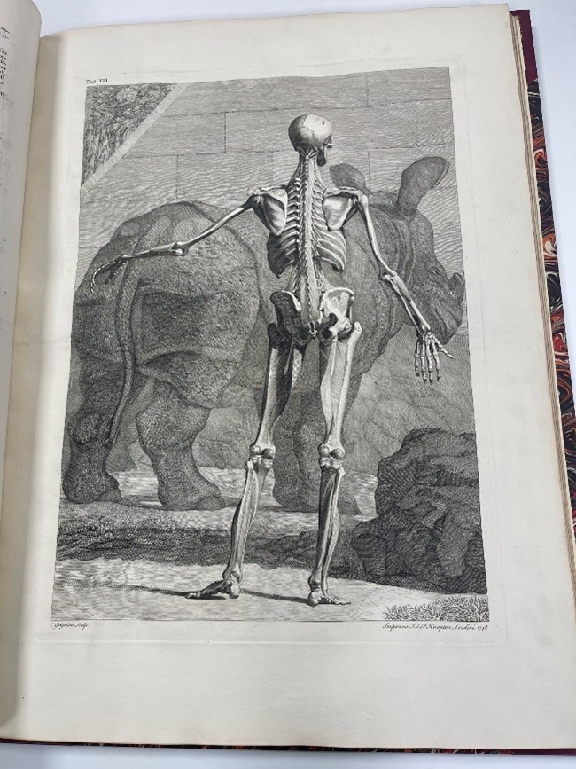 From the Archives – Tables of the skeleton and muscles of the human ...
